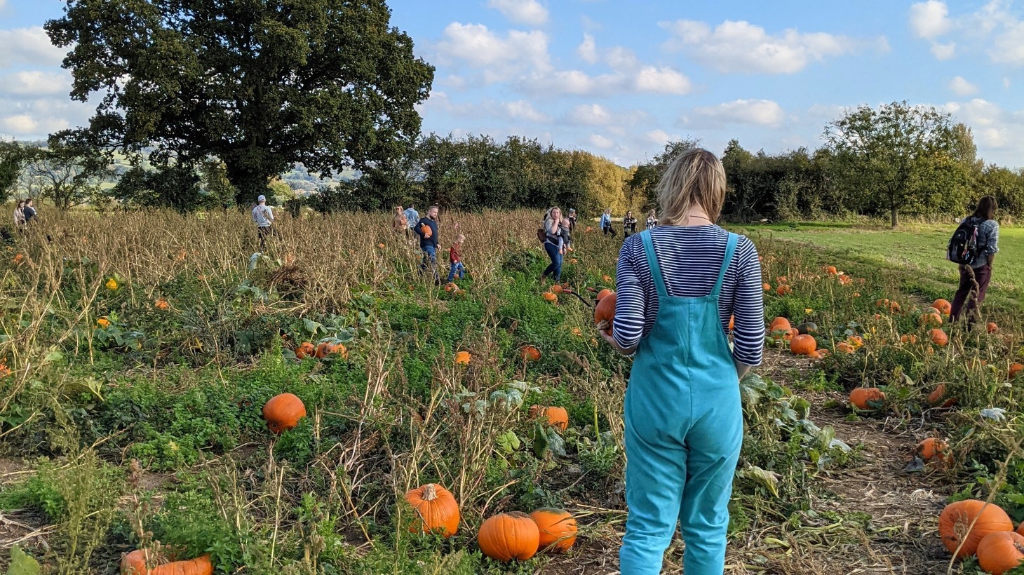8 pumpkin picking patches on the National Cycle Network - Walk Wheel ...