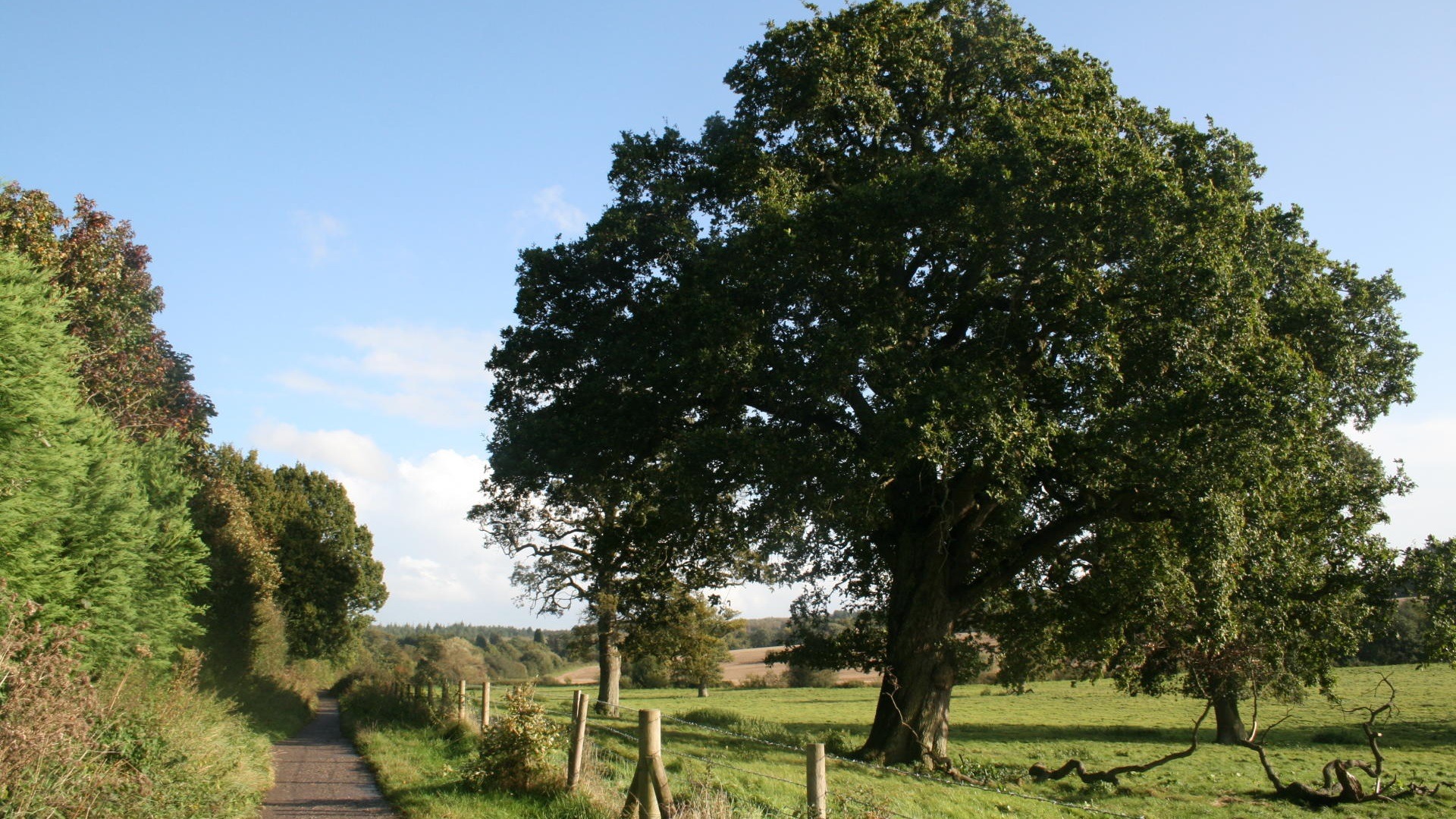Forest Way - Walk Wheel Cycle Trust