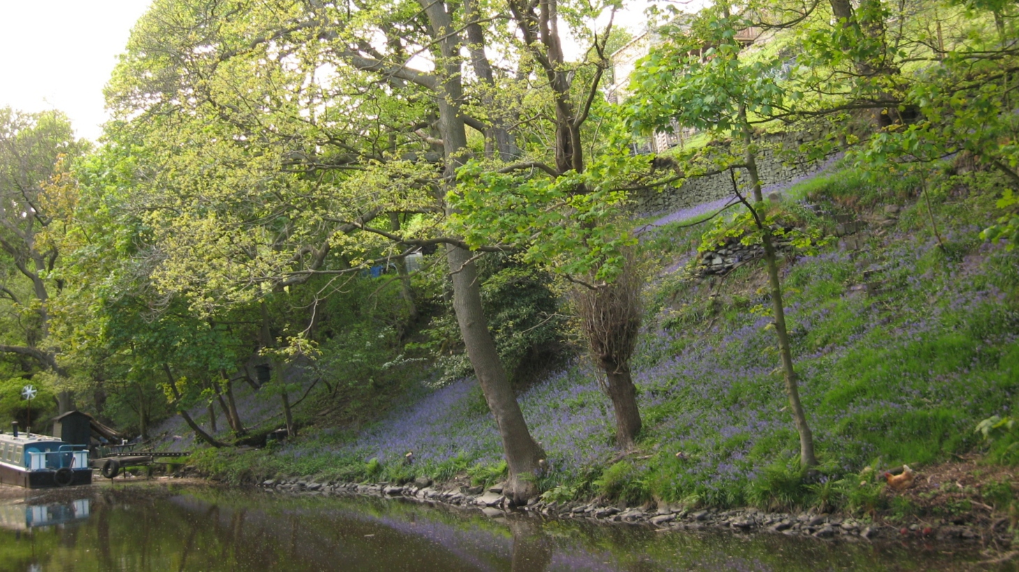 Where to spot bluebells on the National Cycle Network this spring ...