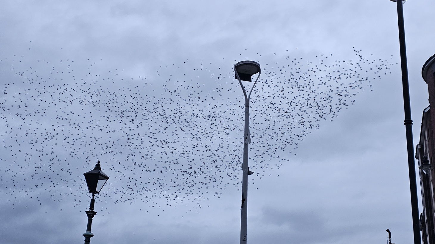 Starlings return to dazzle birdwatchers on Belfast NCN route - Walk ...