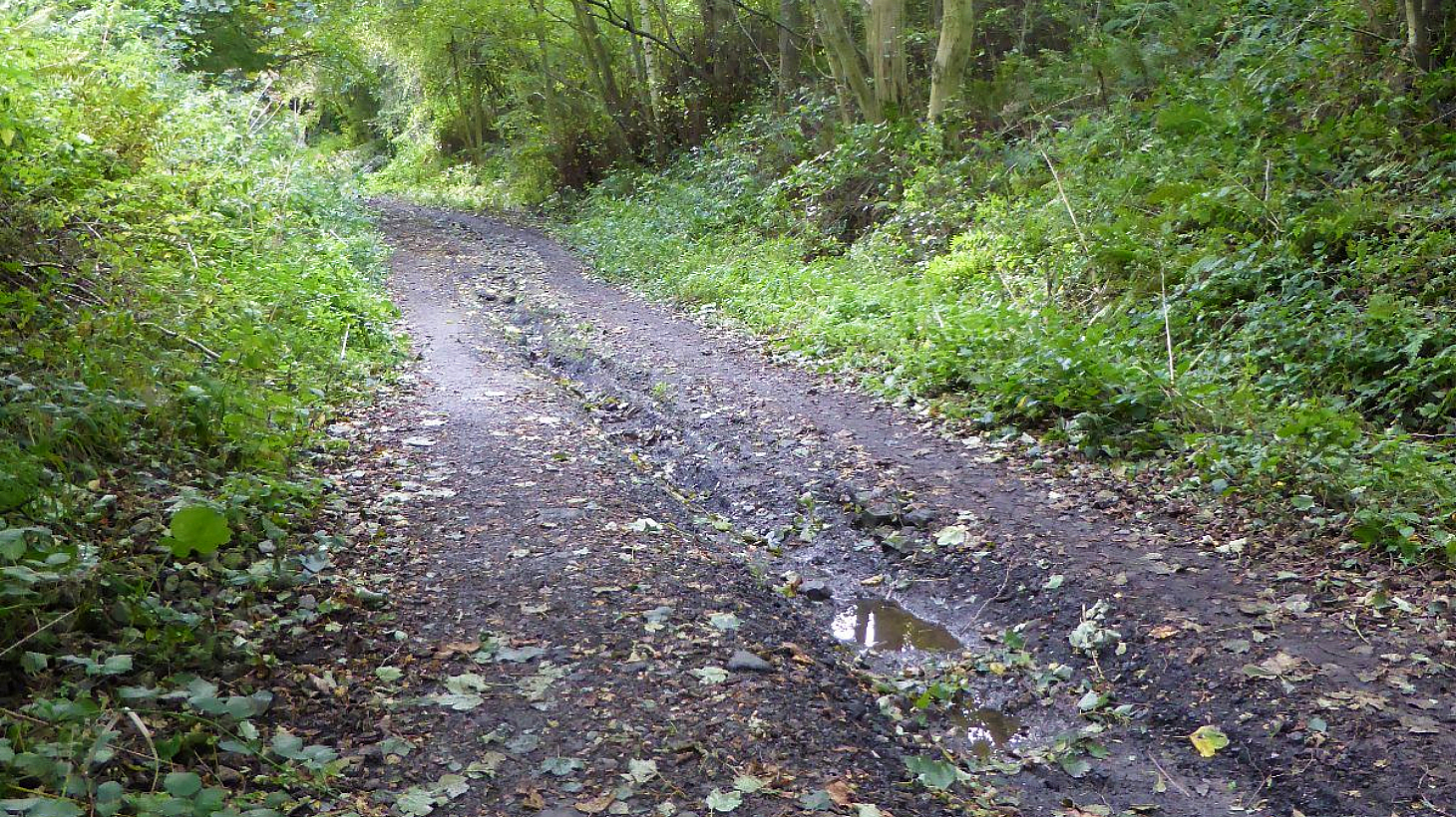 Partnership working on the Cinder Track - Walk Wheel Cycle Trust